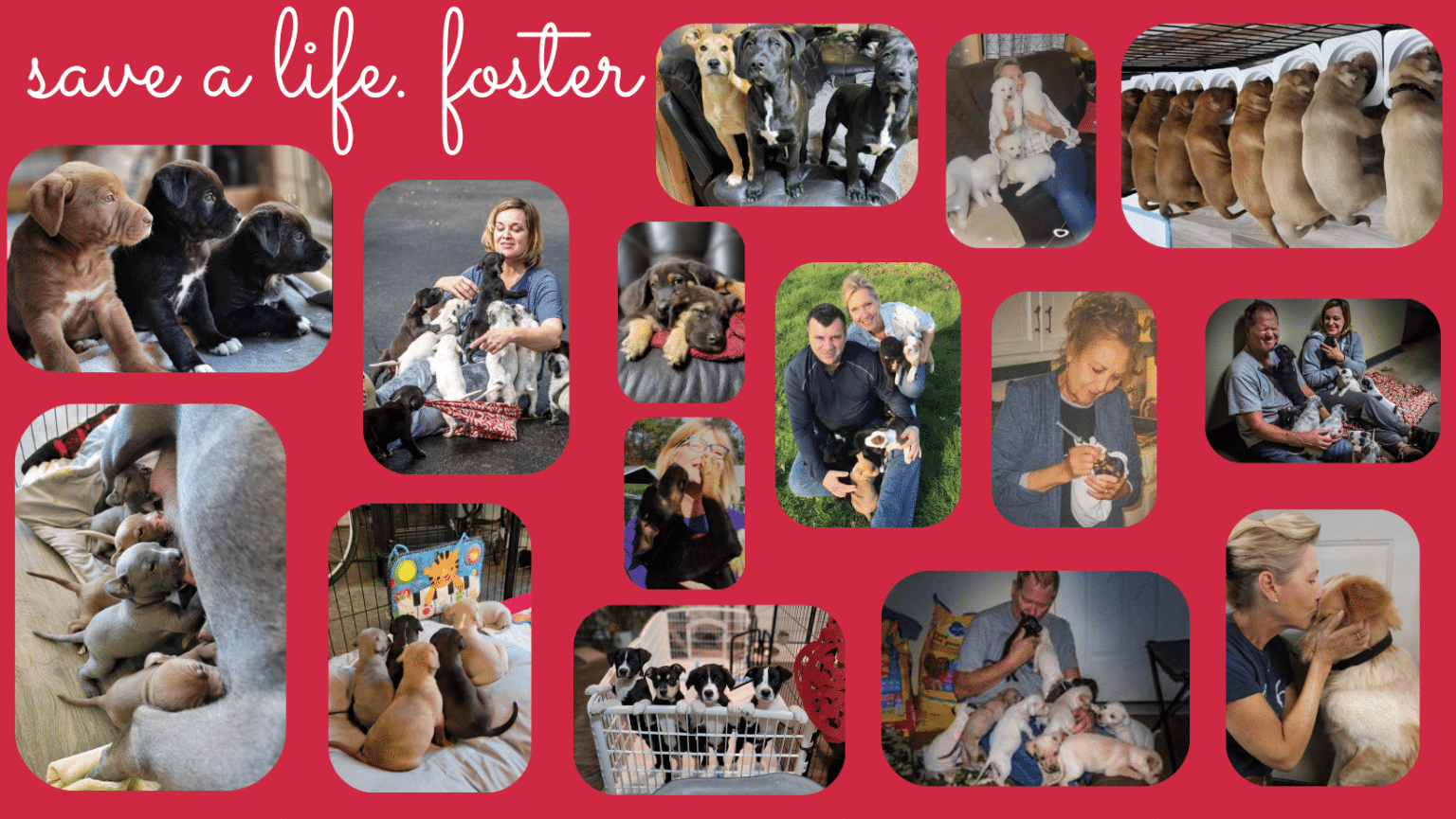 Foster - H.A.S.R.A